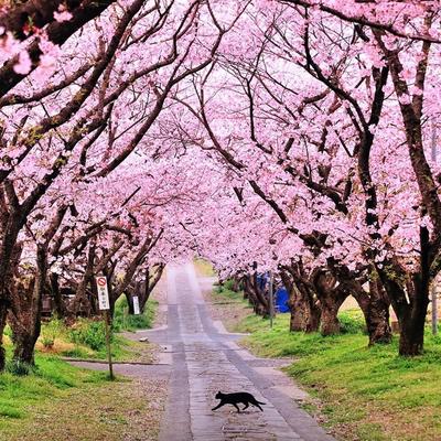 park road trees-Nature HD Wallpaper - KDE Store