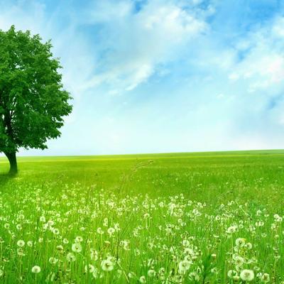 white dandelion field-Summer Nature HD Wallpap.. - KDE Store