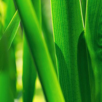 leaves-Nature Landscape wallpaper selected - KDE Store