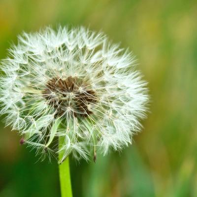 Dandelion-Nature Landscape wallpaper selected - KDE Store