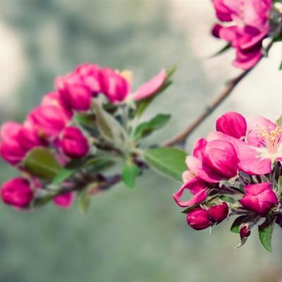 beauty of nature-beauty spring desktop wallpap.. - KDE Store