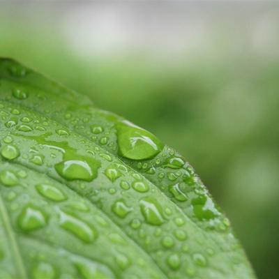 after rain-Fresh nature green plants wallpaper - KDE Store