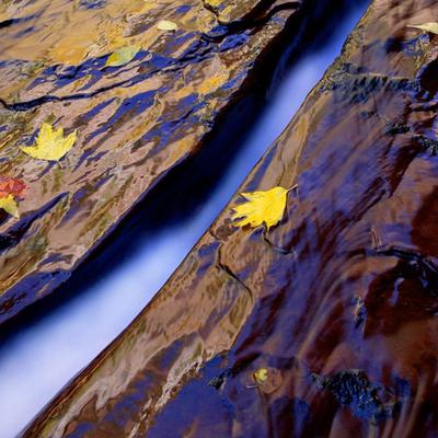 Maple Leaf-Nature rivers Landscape Wallpaper - KDE Store