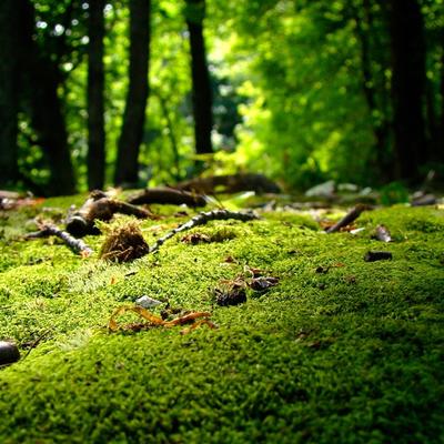 nature forest-landscape photo wallpapers - KDE Store