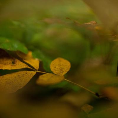 Yellow leaves-Nature Photography Wallpaper - KDE Store