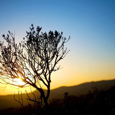 The tree in the sunset-Nature Photography Wall.. - KDE Store