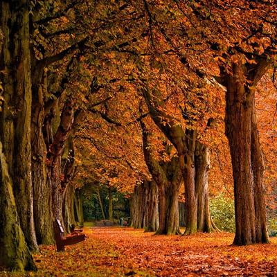 autumn park-Autumn Nature Wallpapers - KDE Store
