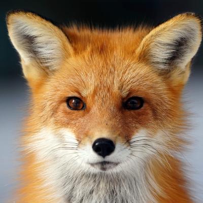 Cute Red Fox Portrait Nature Animals Close Up .. - KDE Store