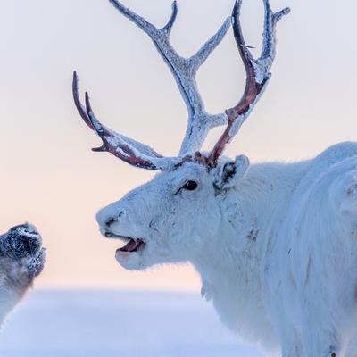 Cold Winter Wild Animals Reindeer Northern Sib.. - KDE Store