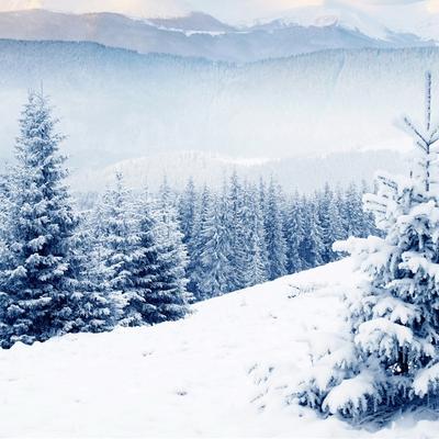 Winter season snow forest trees-Landscapes HD - KDE Store