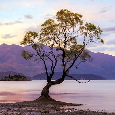 Lonely Tree Lake High Mountains Dusk Landscape.. - KDE Store