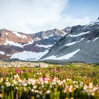 Mountains Slope Snow Flower Garden Spring 5K - KDE Store