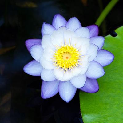 Purple Water lily Spring Flowers Close Up 5K - KDE Store
