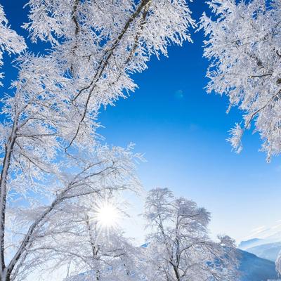 Winter Jungle Rime Blue sky Ice and snow 5K - KDE Store