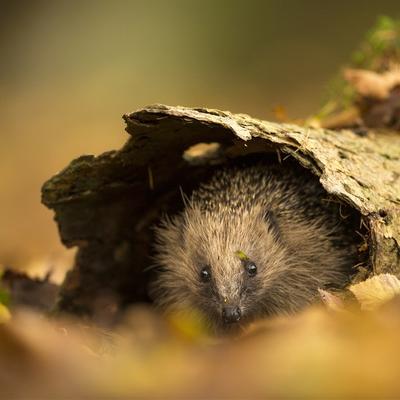 Autumn Sea Hedgehog Sussex UK Bing 4K - KDE Store