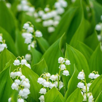 Lily of the valley blooms in May Spring 2023 B.. - KDE Store