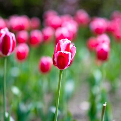 Pink Tulips Petals Flower 5K Macro Blur Photo - KDE Store