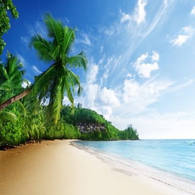 Green Palm Tree on White Sand Beach - KDE Store
