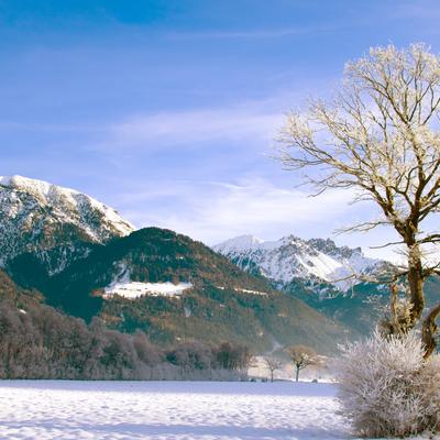 Bare Tree on Snow Covered Ground Near Mountain - KDE Store