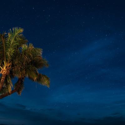 Green Palm Tree Under Blue Sky - KDE Store