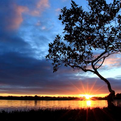 Silhouette of Tree During Sunset Full HD - KDE Store