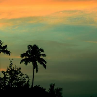 Silhouette of Palm Trees During Sunset Full HD - KDE Store