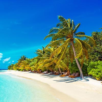 Palm Tree on Beach - KDE Store