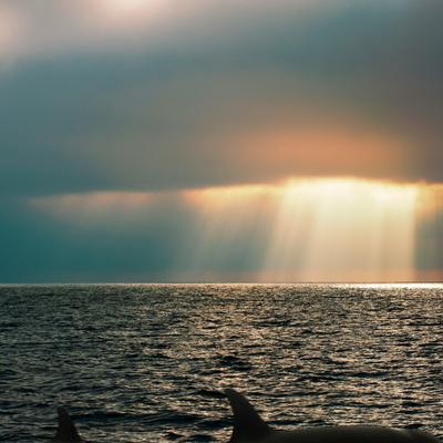 Salish Sea - KDE Store