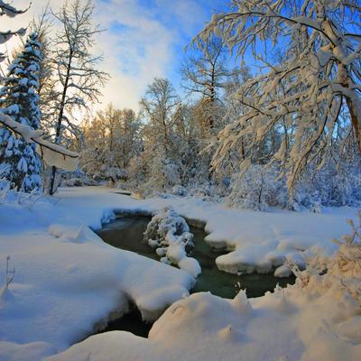Snow Covered Bare Trees Under Blue Sky - KDE Store
