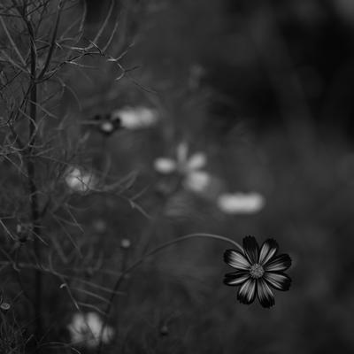 Grayscale Photo of Flower in Bloom Full HD - KDE Store