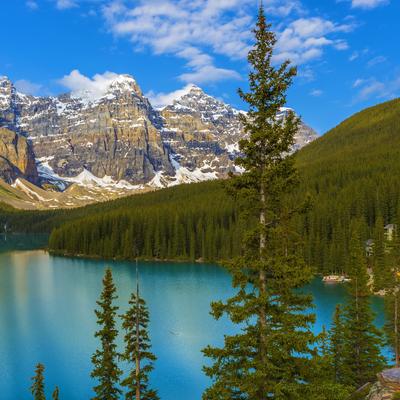 Green Pine Trees Near Snow - KDE Store