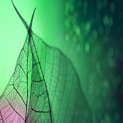 Transparent leaf vein abstract wallpaper 10 - KDE Store