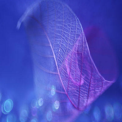 Transparent leaf vein abstract wallpaper 09 - KDE Store
