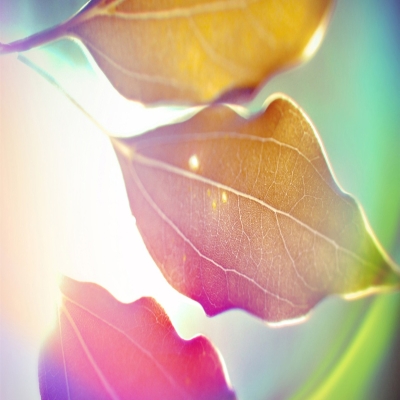 Colorful leaves under the sun-abstract design .. - KDE Store