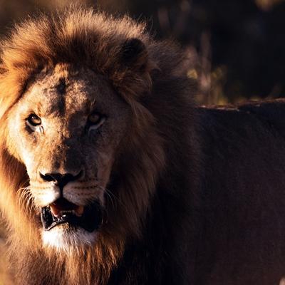 Lion Wildlife African Prairie Nature Preserve .. - Pling Artwork