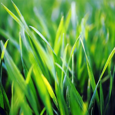 Spring Green Grass 2020 Nature Plant HD Photo - KDE Store