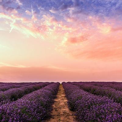 Purple Lavender Field 2020 Nature Scenery Phot.. - KDE Store