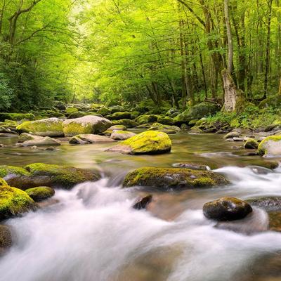 Spring Forest Stream 2020 Nature Scenery Photo - KDE Store