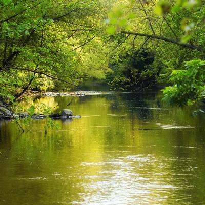 Spring Forest Glare River 2020 Nature Scenery .. - KDE Store