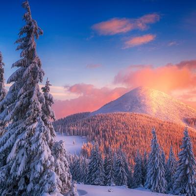 Snowy Pine Forest 2019 Nature Scenery Photo - KDE Store
