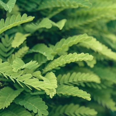 Green fern plant tree leaves nature closeup - KDE Store