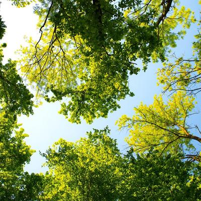 Spring green forest sunshine nature - KDE Store