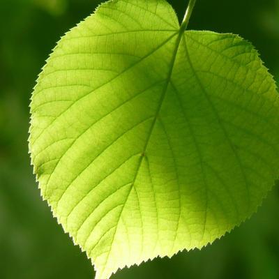 Green leaf sunshine Nature HD Wallpaper - KDE Store
