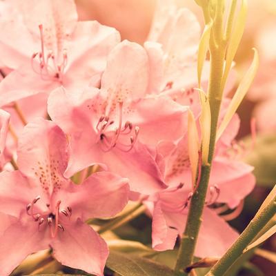 pink flower macro-Fresh Nature HD Wallpaper - KDE Store