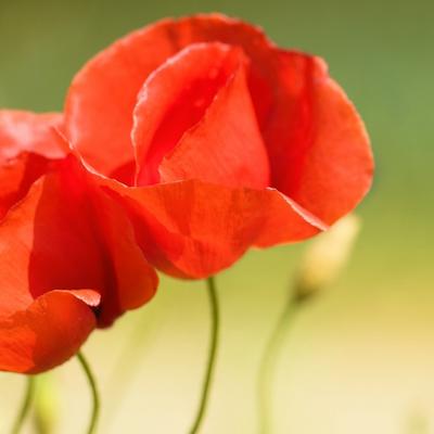 Flower Plant Macro Poppies-Spring Nature HD Wa.. - KDE Store