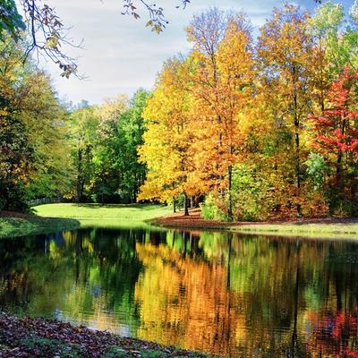 Colorful trees reflections-HD Nature Wallpaper - KDE Store