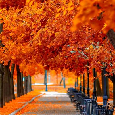 orange trees fall-HD Nature Wallpaper - KDE Store