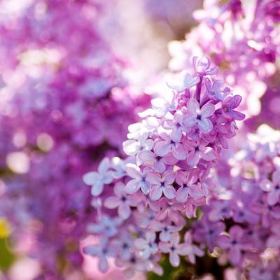 lilac nature flowers-Plants Macro wallpaper - KDE Store