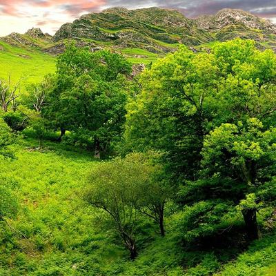 trees green brightly-Nature Photo Wallpaper - KDE Store