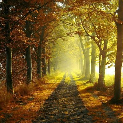 Autumn woods road-Nature landscape HD Wallpape.. - KDE Store
